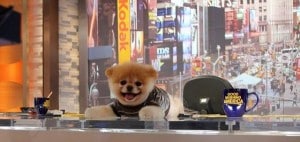 La storia di Boo: come un cane diventa una star