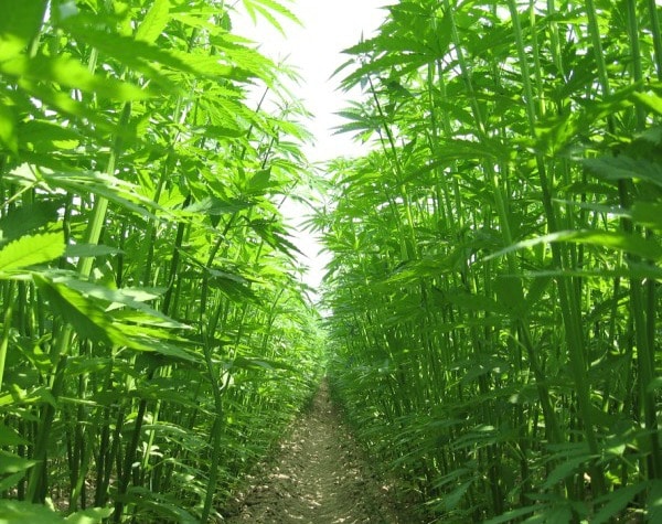 La pianta di cannabis da record nell'orto di casa a Ravenna. Arrestato