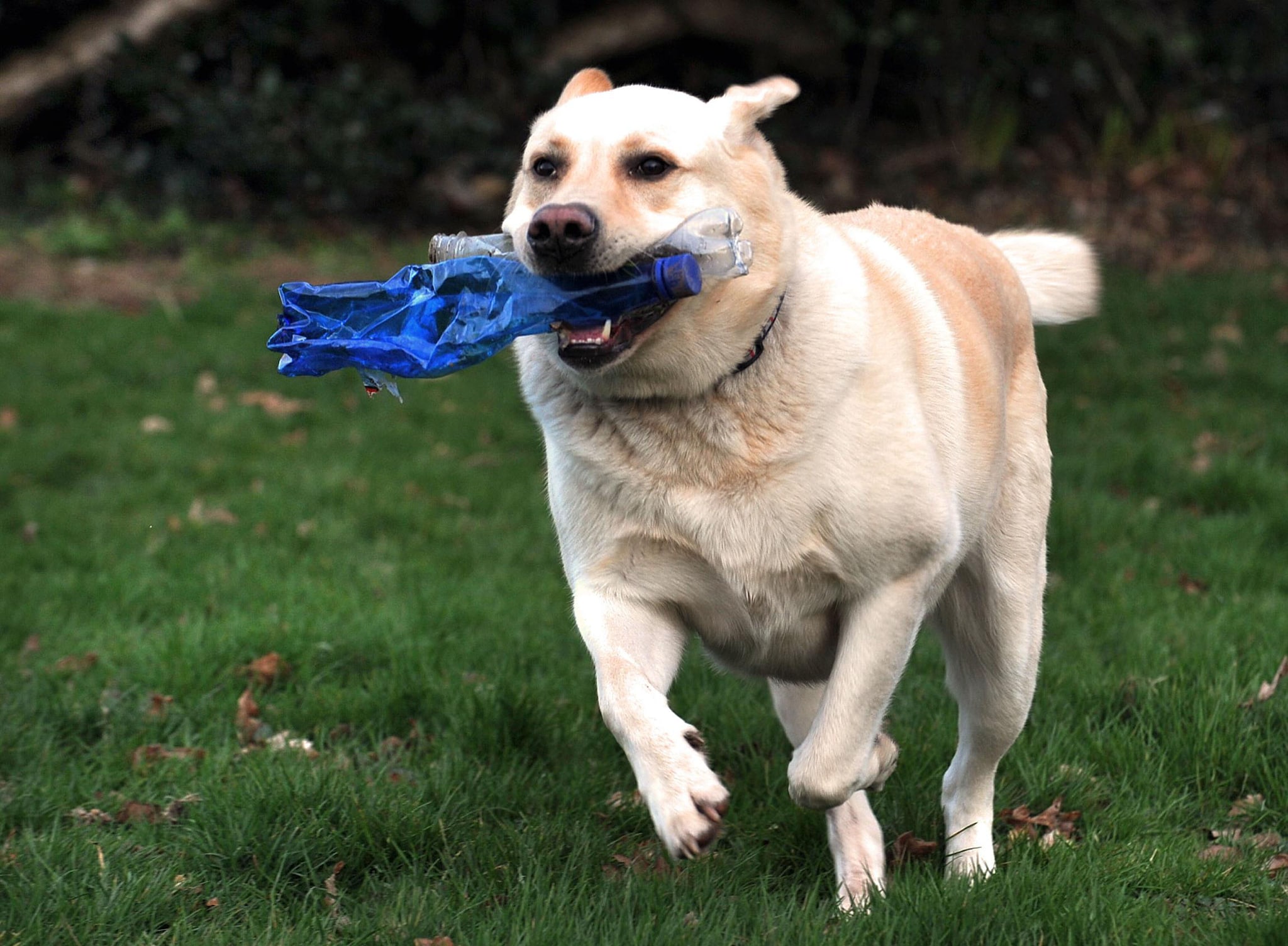 Tubby, il cane campione di riciclo che è entrato nel Guinness dei primati