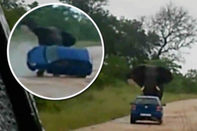 Sudafrica, elefante attacca coppia di turisti inglesi durante un safari ...