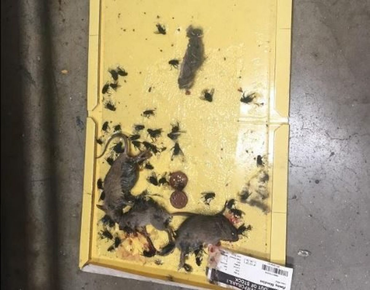 Topi morti e insetti tra il cibo venduto online: scoperta shock nei ...