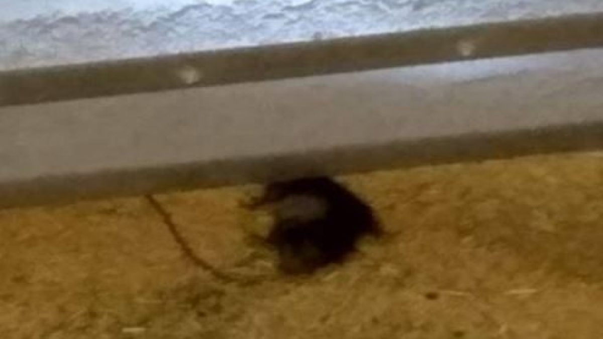 Piemonte: topi morti e piume nei silos, Nas sequestrano 668 tonnellate ...