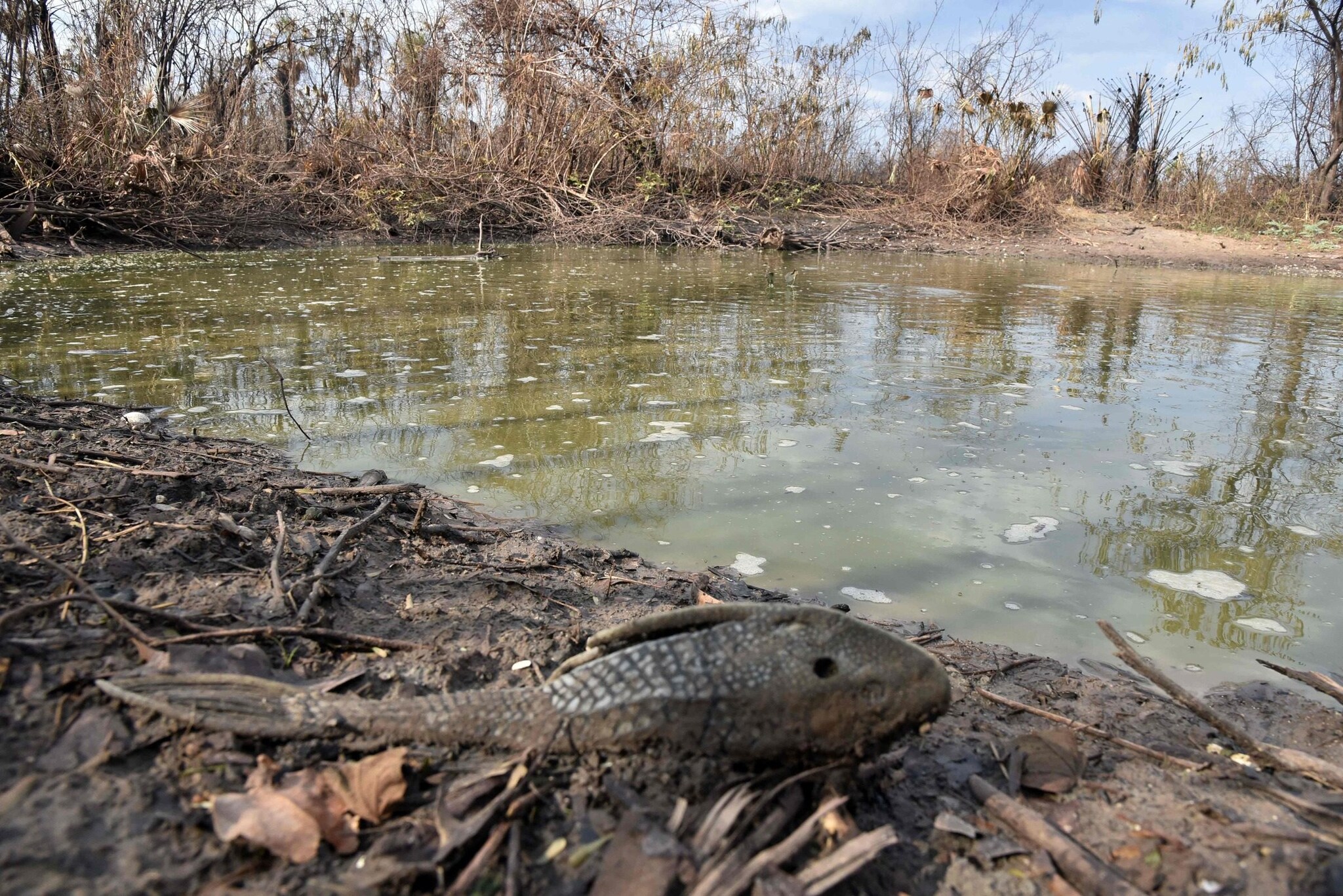 Incendi in Bolivia, è strage di animali: nelle foreste in fiamme più di ...