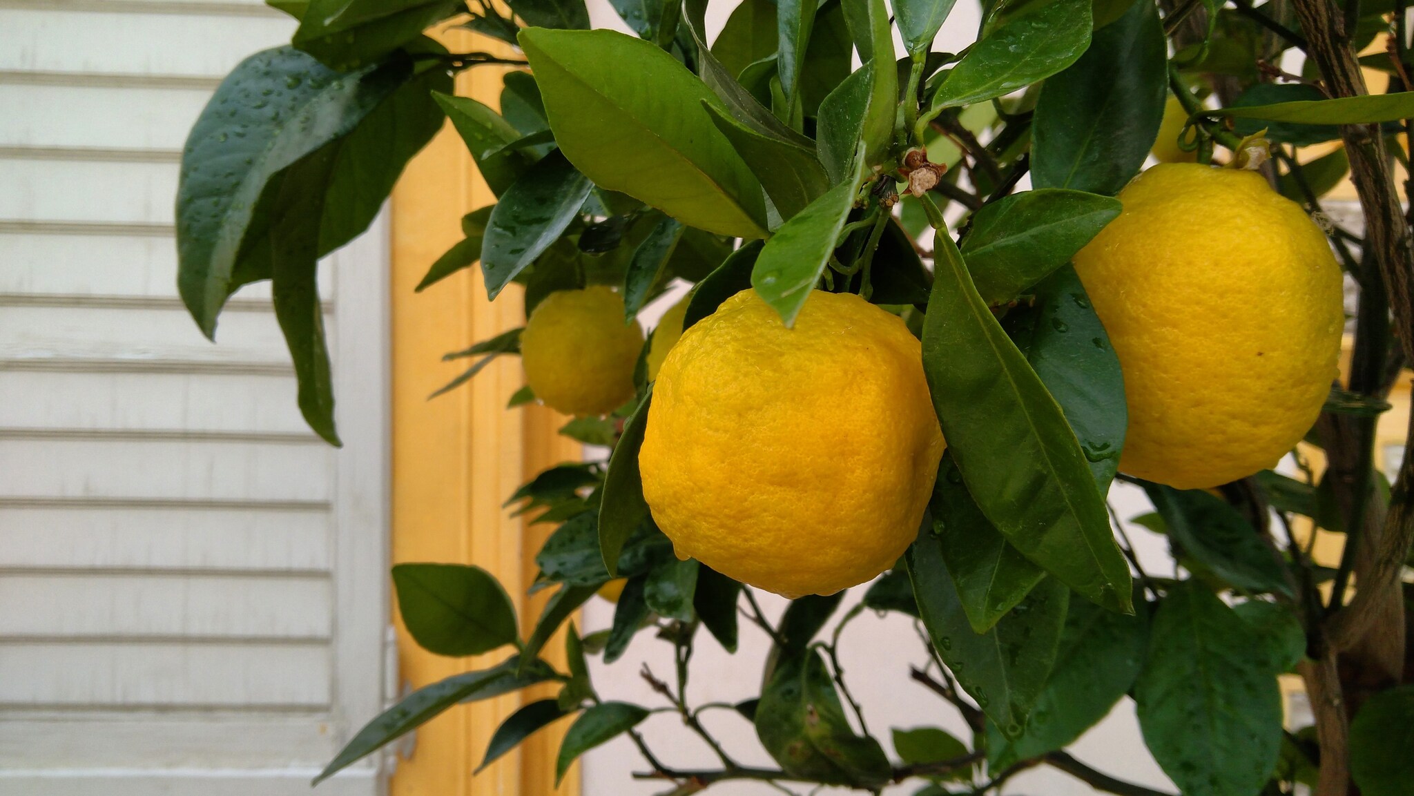 Firenze, al Giardino di Boboli torna l'antico splendore degli agrumeti ...