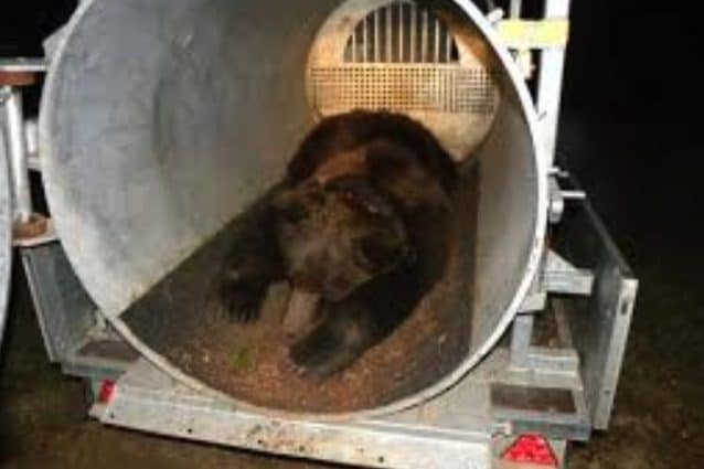 Incidente durante sostituzione del radiocollare, orsa di 4 anni muore ...