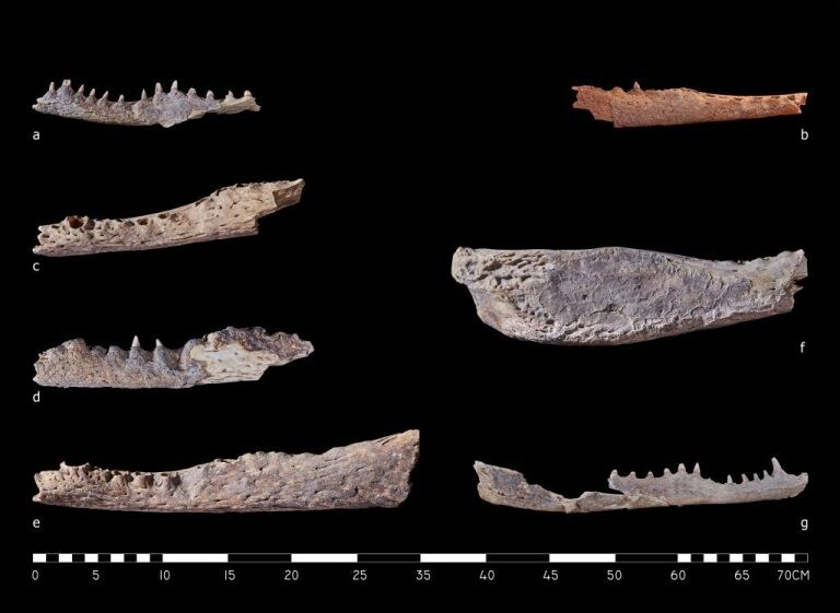 Scoperte nove teste di coccodrillo nelle tombe egiziane: il mistero ...
