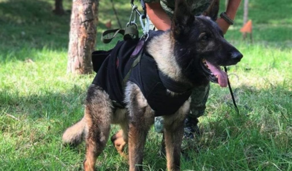 "Hai compiuto la missione da eroe”: l’addio a Proteo, cane da ricerca ...