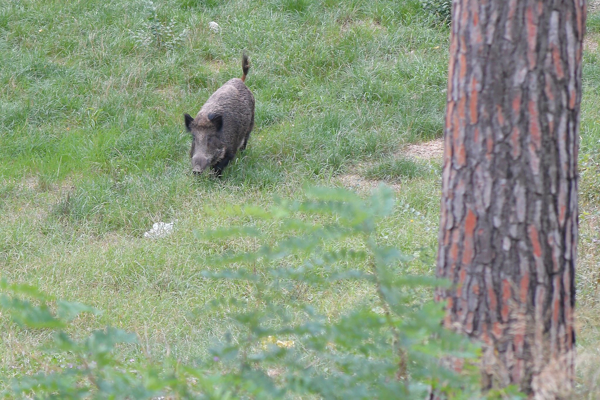 Campobasso, 69enne ferito da un cinghiale sfuggito a una battuta di caccia: ricoverato
