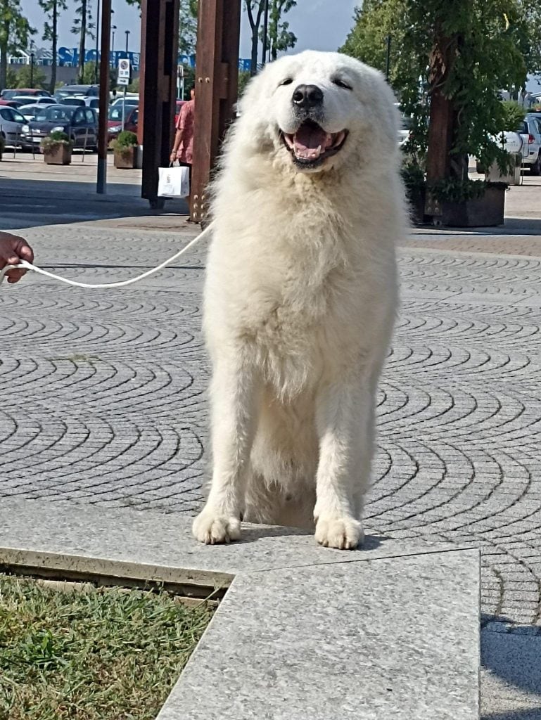 Cafaggio è il cane più bello del mondo: il pastore Maremmano premiato ...