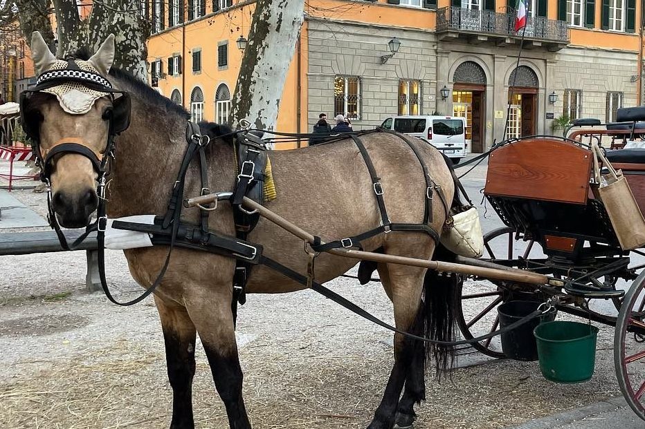 Lucca, scoppia un petardo durante il giro in carrozza, cavallo ...