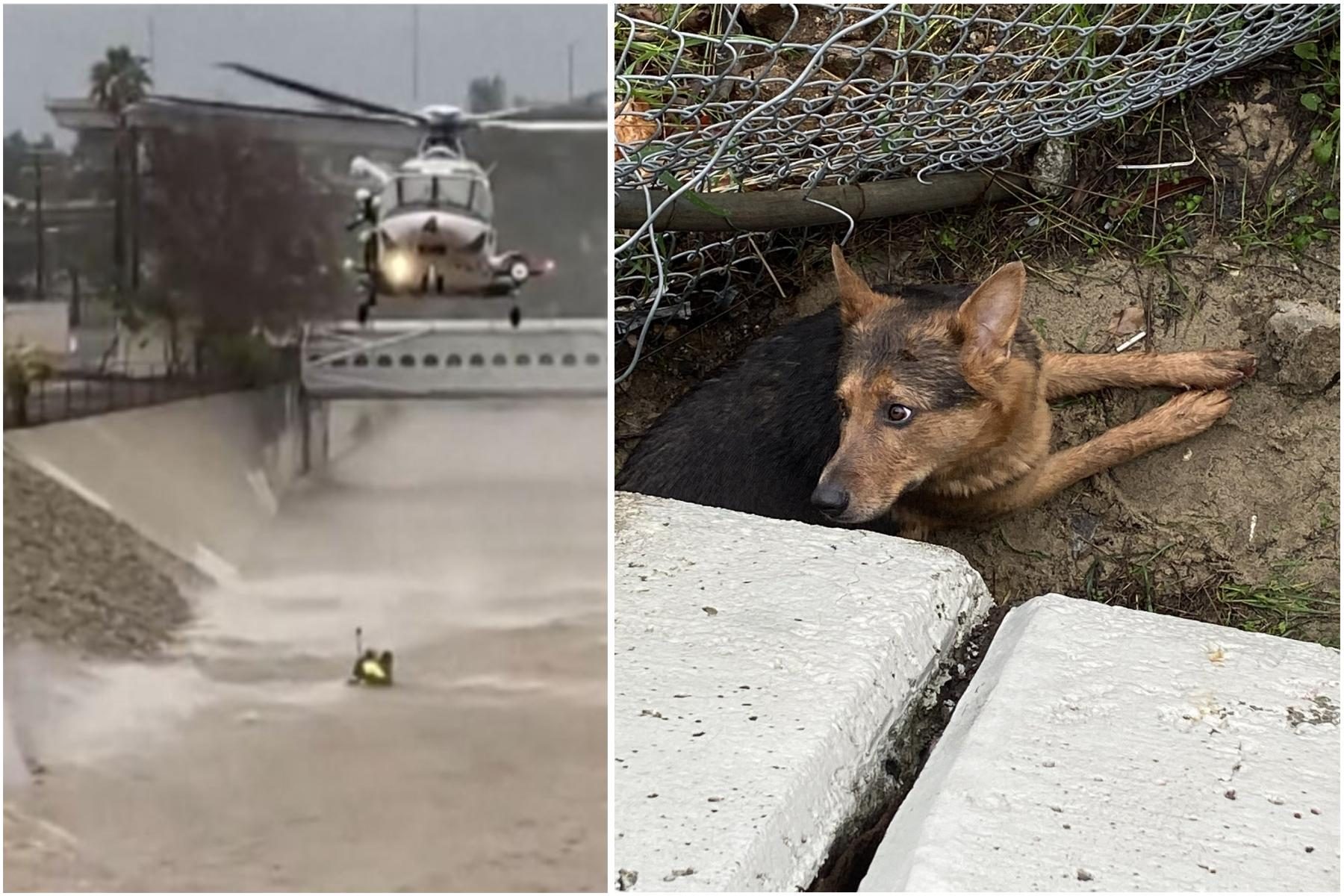 Si tuffa per salvare il cane ma l'animale raggiunge la riva e lui è ...