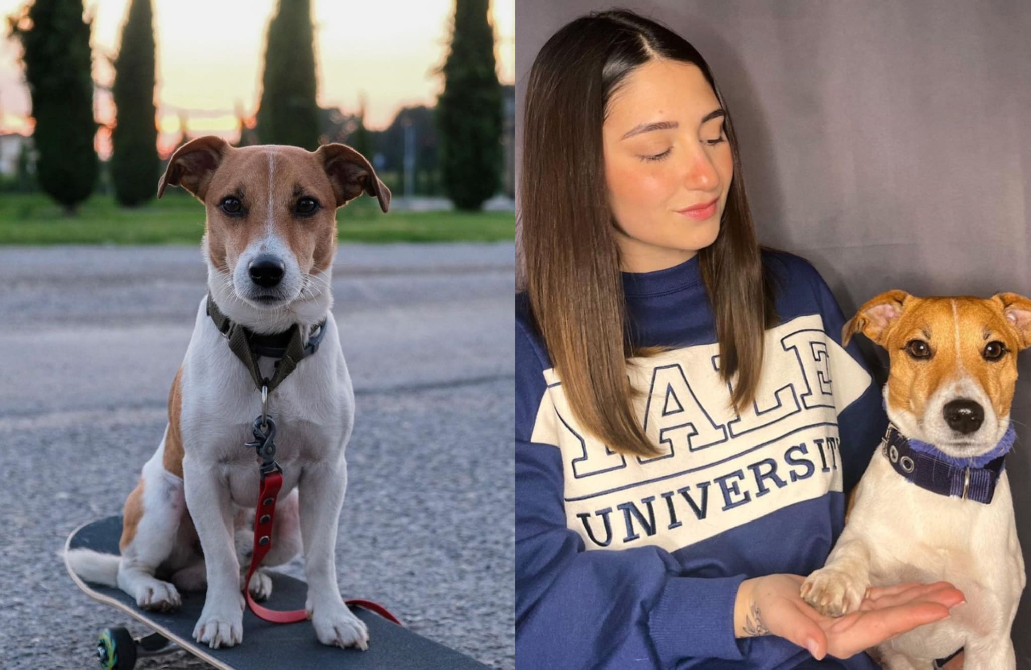 Milo, star dei social insieme all'influencer Chiara Ariu, ucciso da un ...