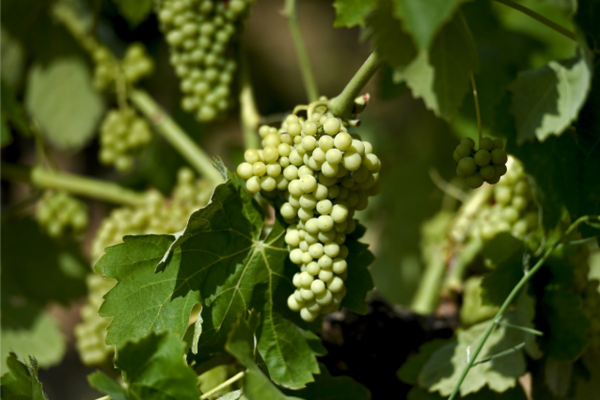 Uva: proprietà e benefici