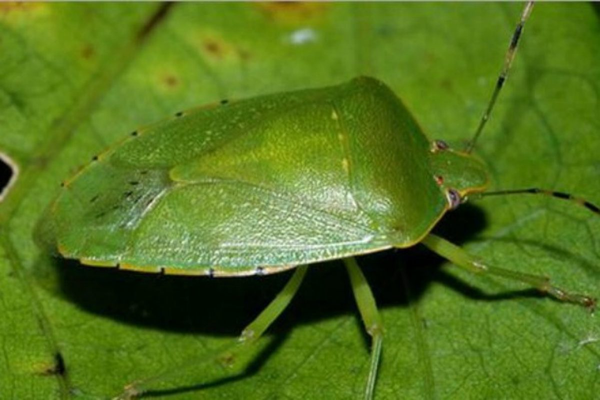 Cimici verdi: come eliminarle definitivamente con rimedi naturali