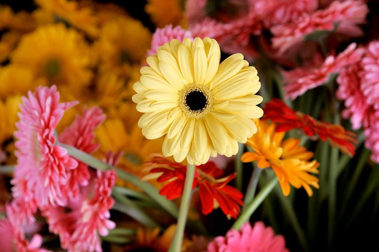 Come coltivare la gerbera in terra e in vaso: mini guida per curarla al ...