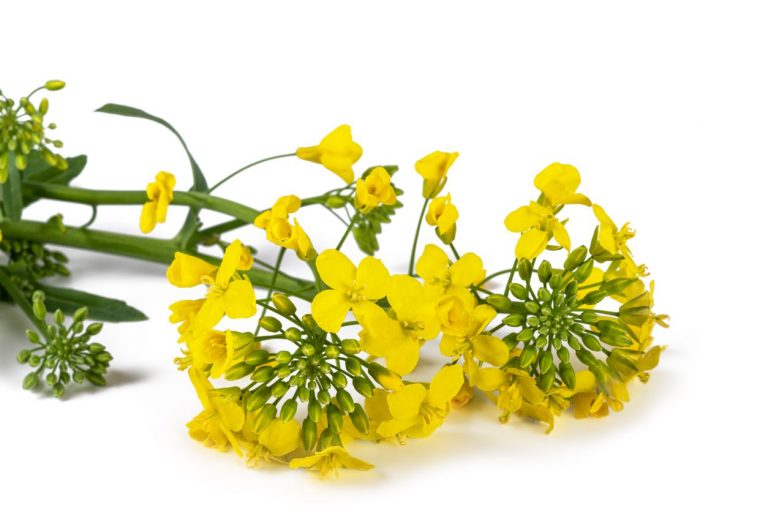 Erisimo: proprietà e utilizzi dell'erba dei cantanti