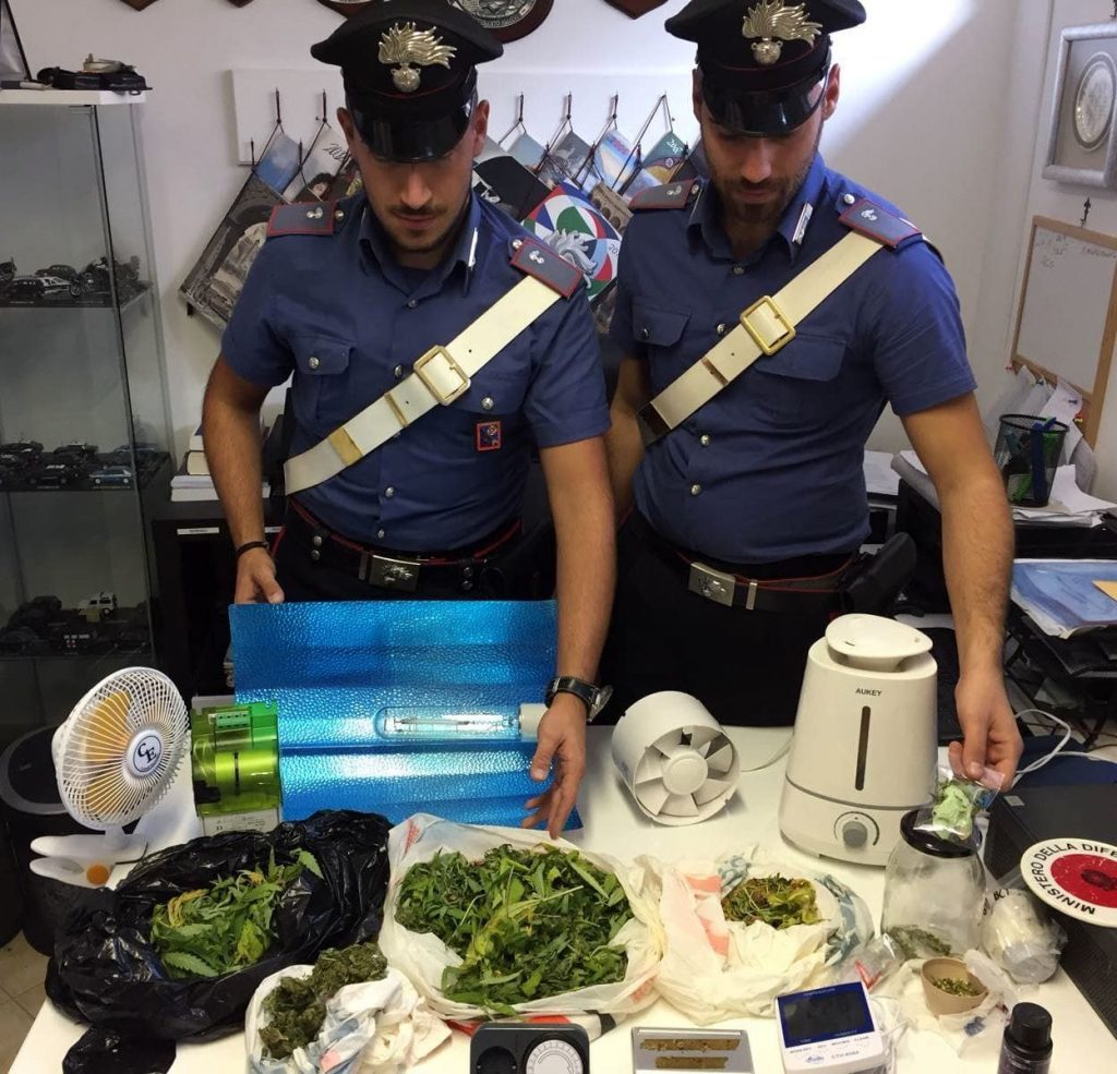 Droga, arrestata una casalinga: coltivava quattro piante di canapa al ...