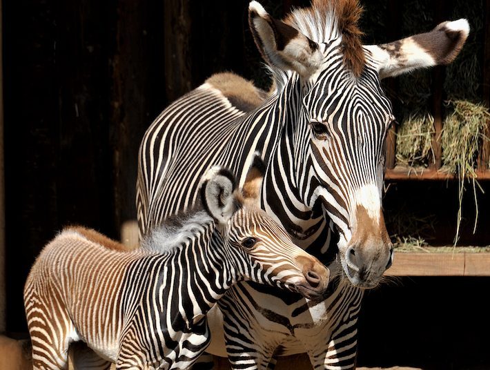 Bioparco di Roma, nata una femmina di zebra imperiale: appartiene ad ...