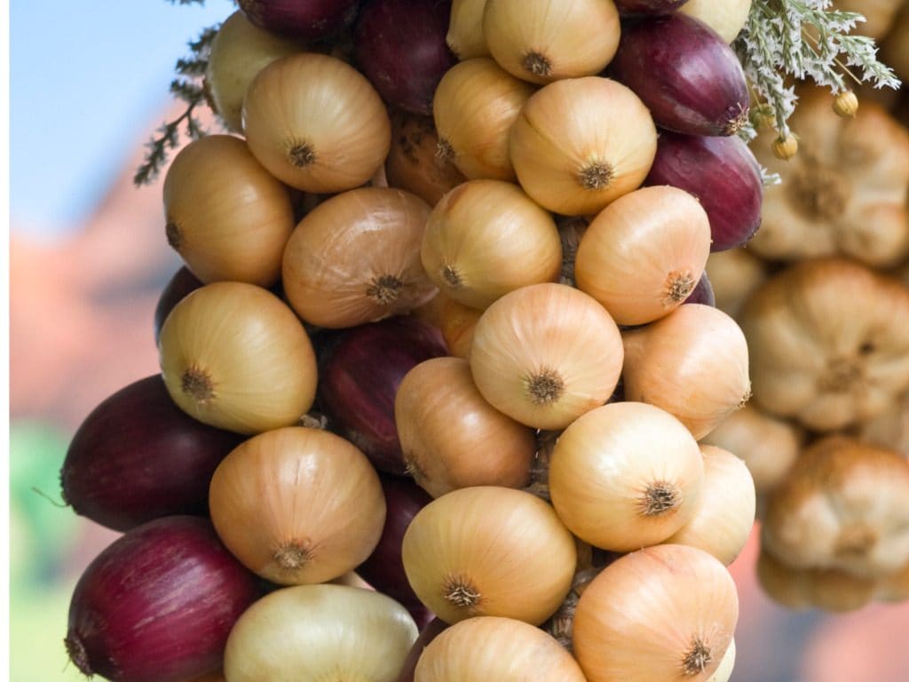 Le cipolle italiane: varietà principali e i migliori usi in cucina