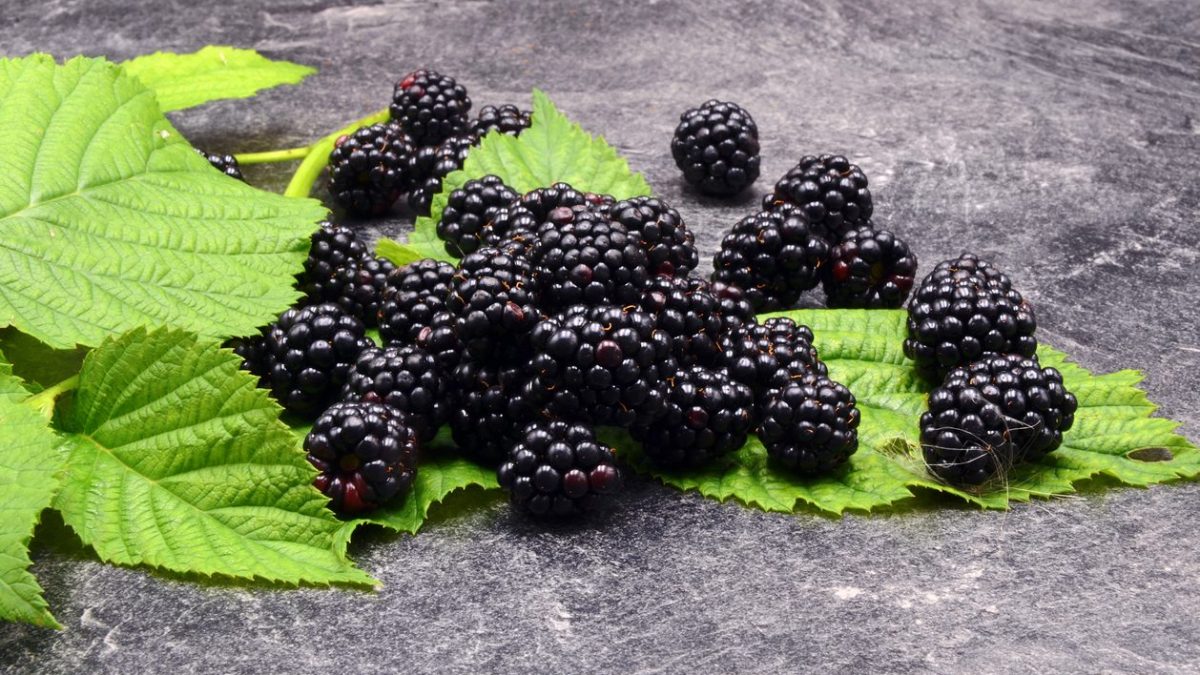 More: proprietà, benefici e usi in cucina