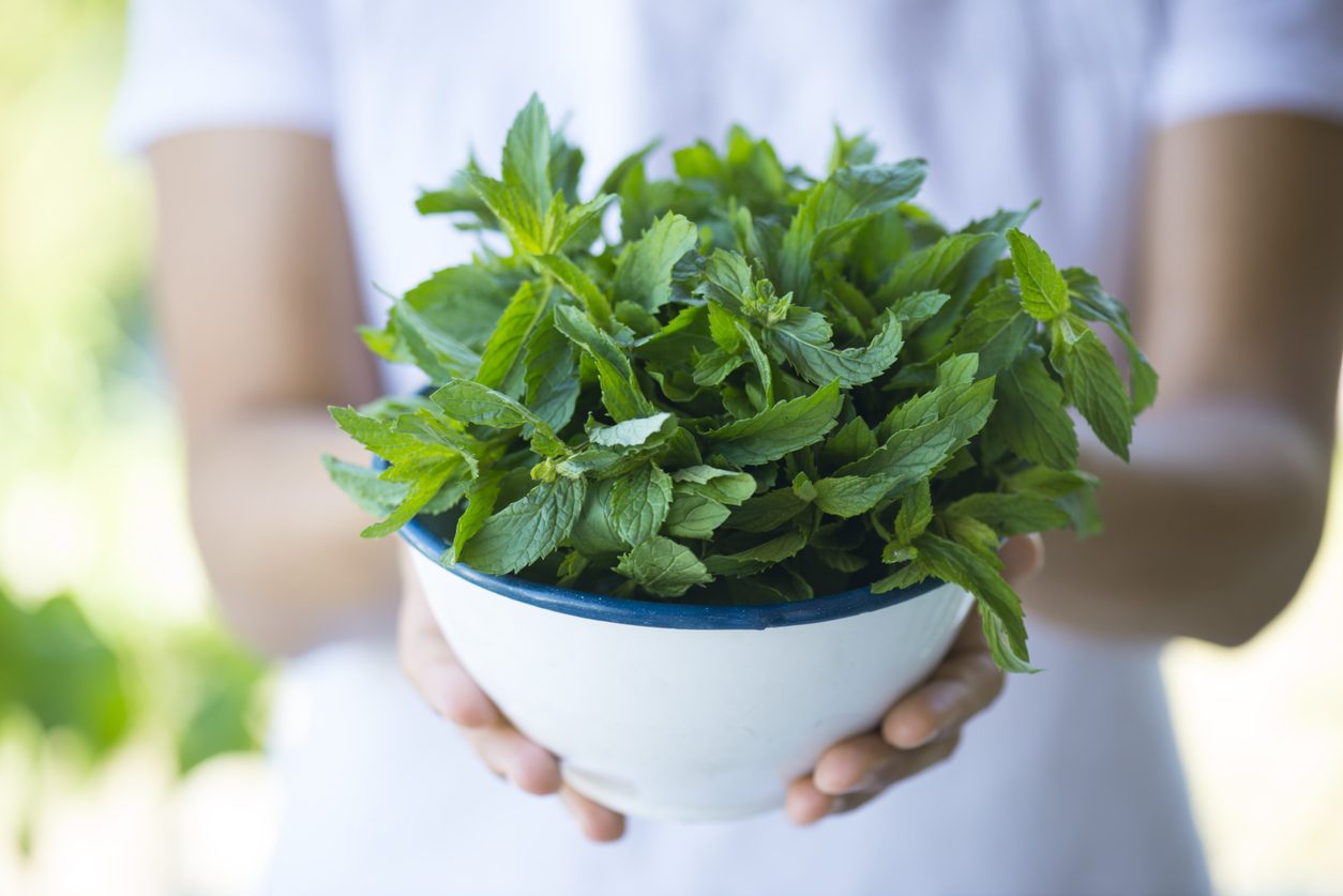 Menta: proprietà, benefici e usi in cucina