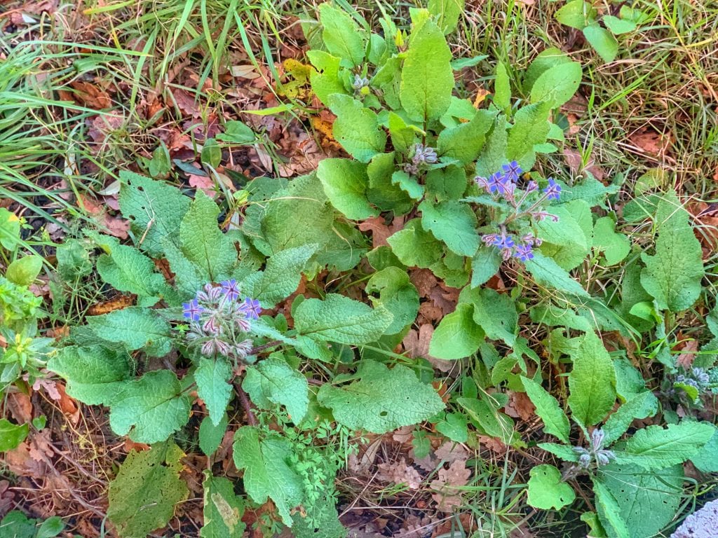 Borragine: proprietà, benefici, usi in cucina