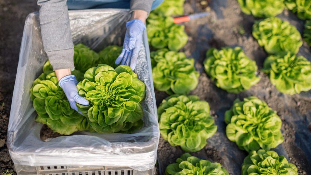 Lattuga: proprietà, benefici e usi in cucina