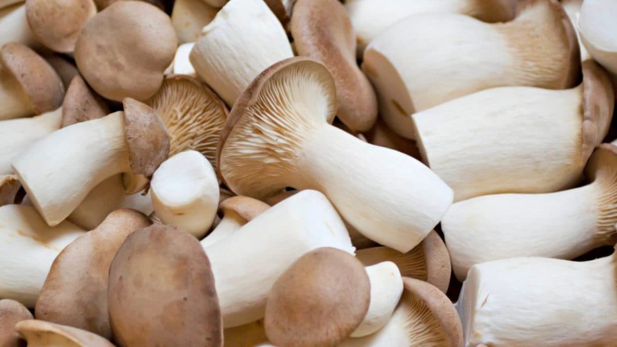 Funghi cardoncelli: dove si raccolgono, come si coltivano e come usarli ...