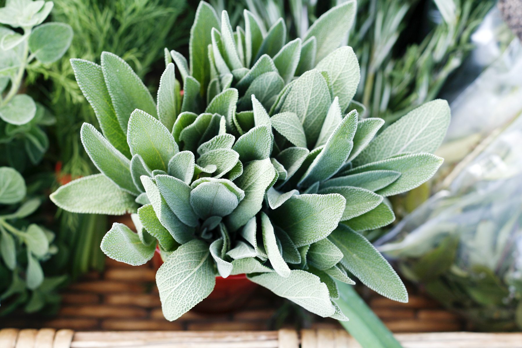 Salvia: proprietà, benefici, ricette