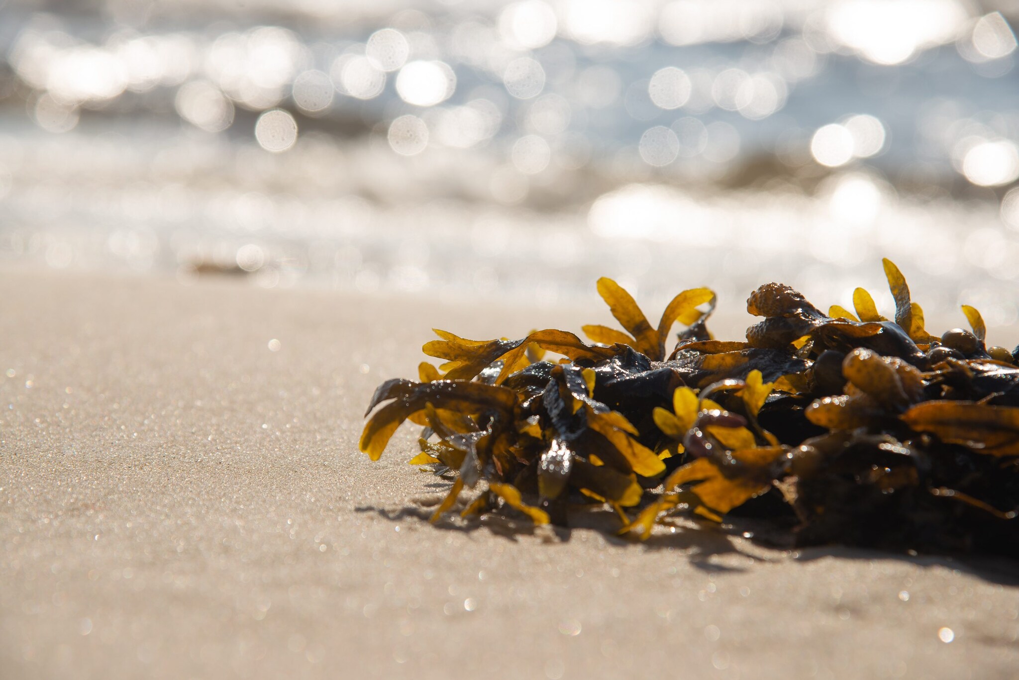 Alghe in cucina: le varietà più famose e come usarle