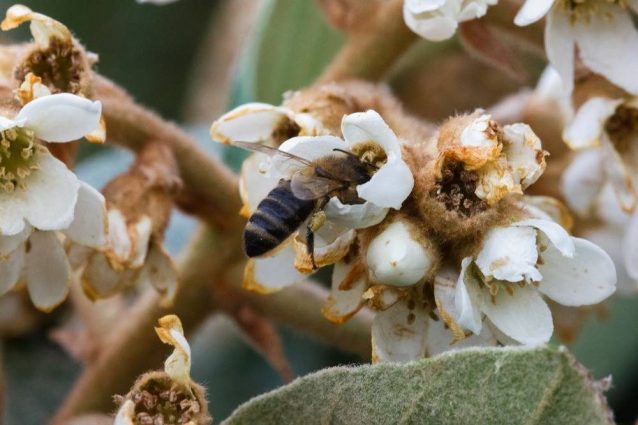 Piccola, scura e mansueta: cos'è l'ape nera siciliana, la specie a ...