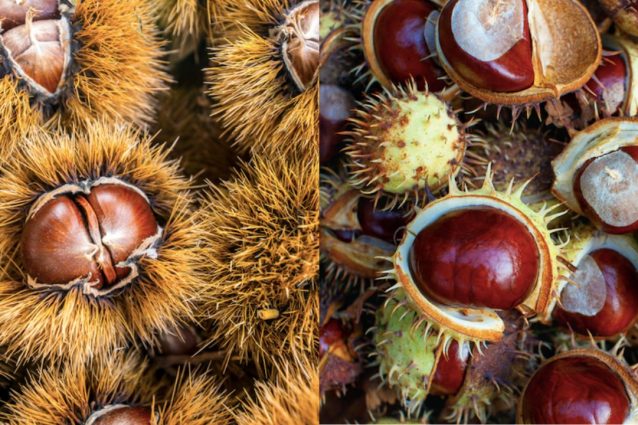 Castagne: come distinguere quelle buone dalle matte e tossiche? Guida e ...