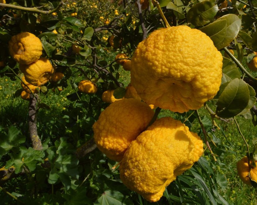 Cos'è il sa pompìa, uno dei frutti più rari del mondo