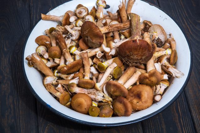 Funghi chiodini e falsi chiodini: come riconoscere quelli buoni dai tossici