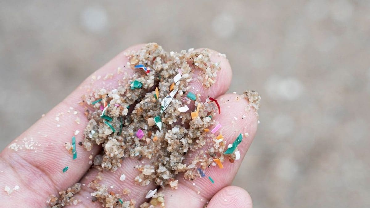 Microplastiche nel cibo: dove si trovano, cosa comportano e come difendersi