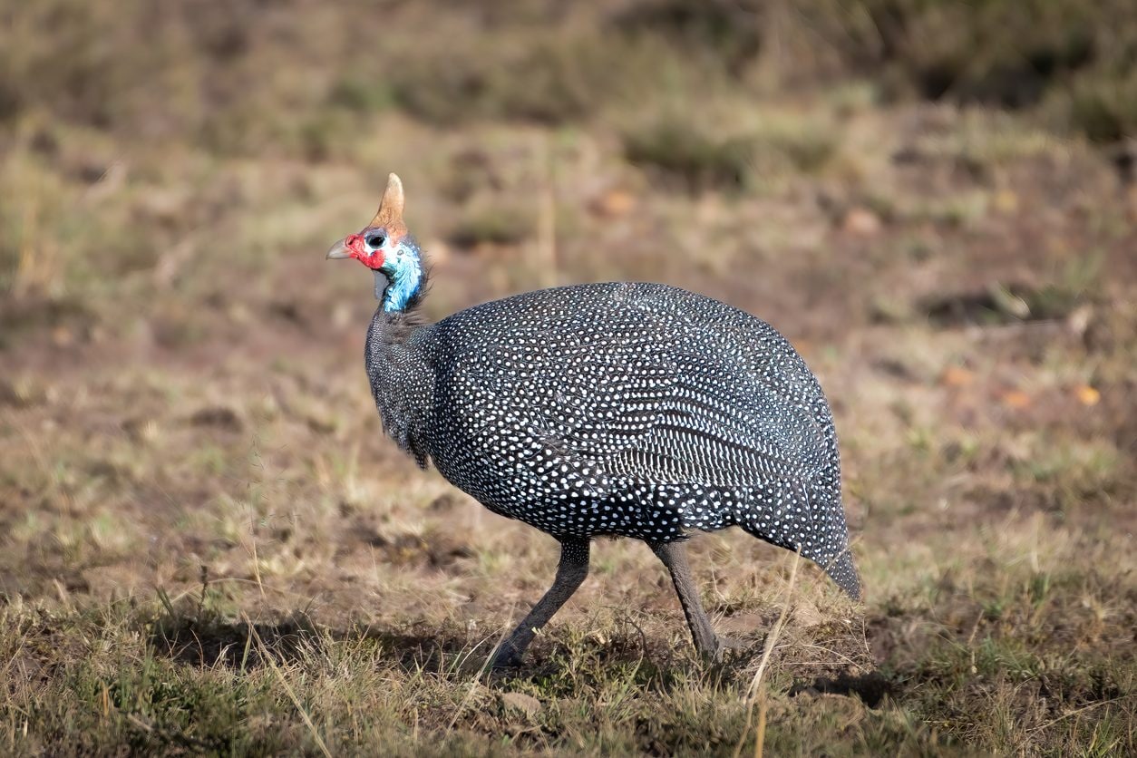 Faraona: cos'è e come trattarla in cucina