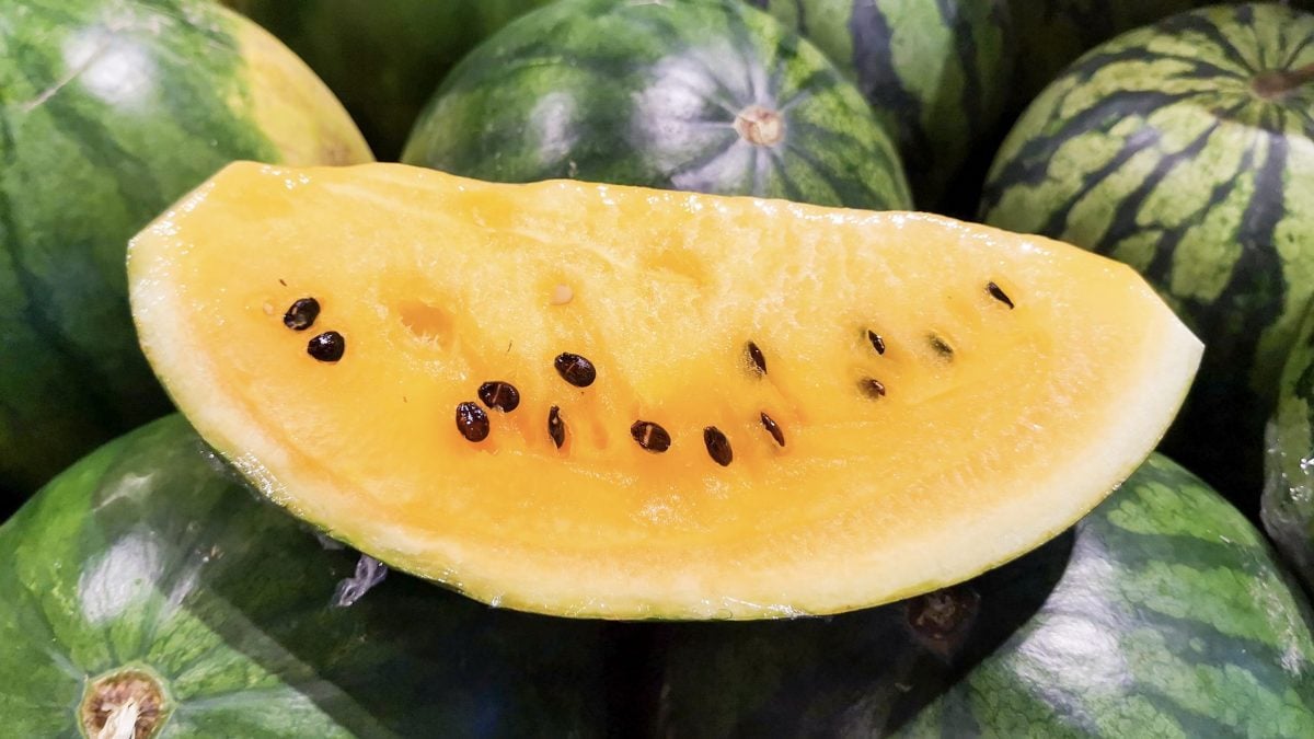 Yellow Watermelon: healthy Characteristics and where to find It