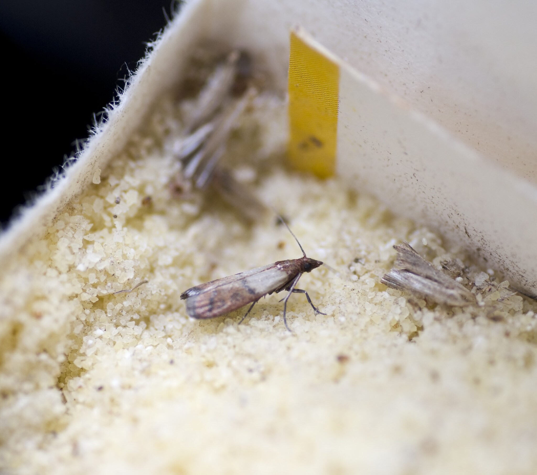 How to eliminate flour moths?