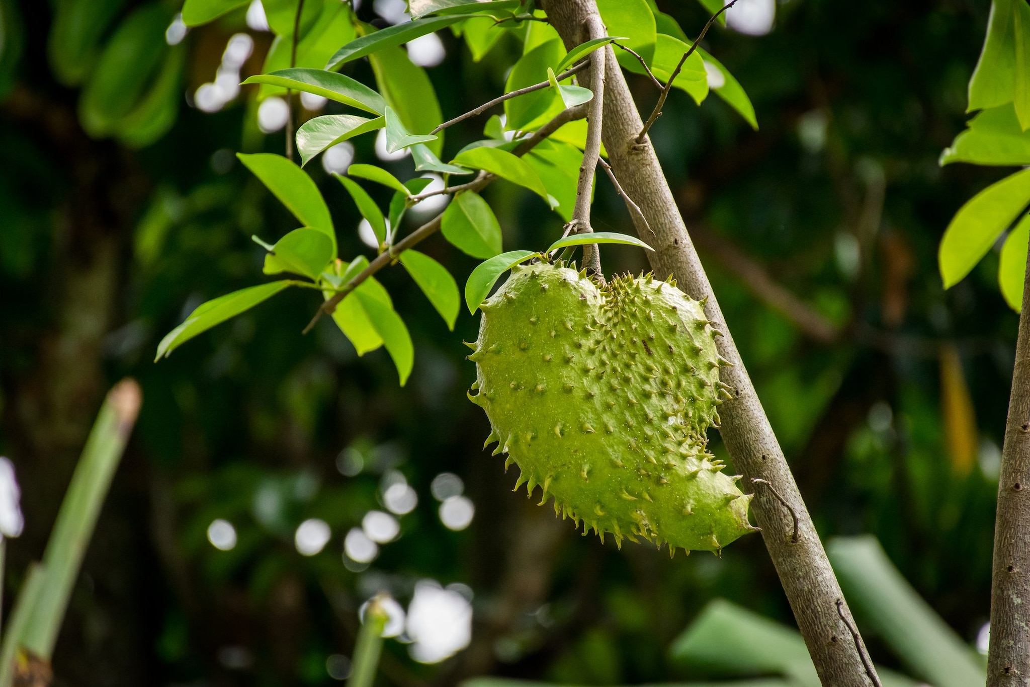 11 Health Benefits of Soursop