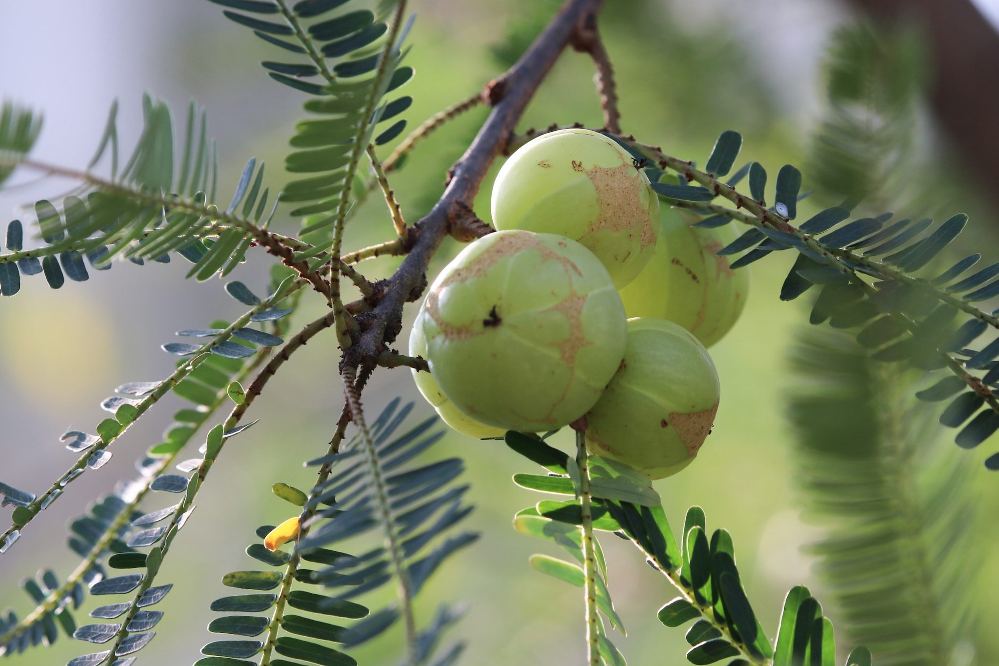Amla: all you should know about the fruit of longevity