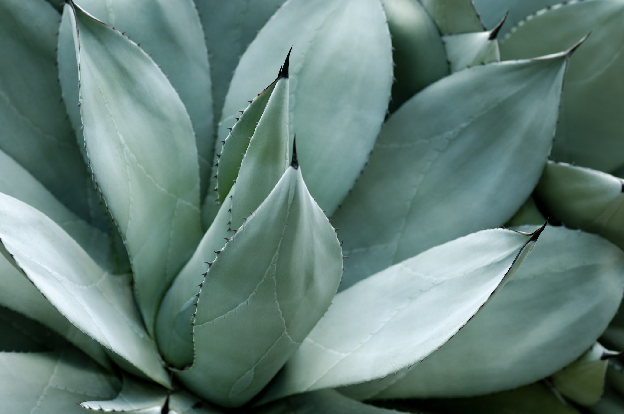 Agave: beneficial properties, uses and side effects