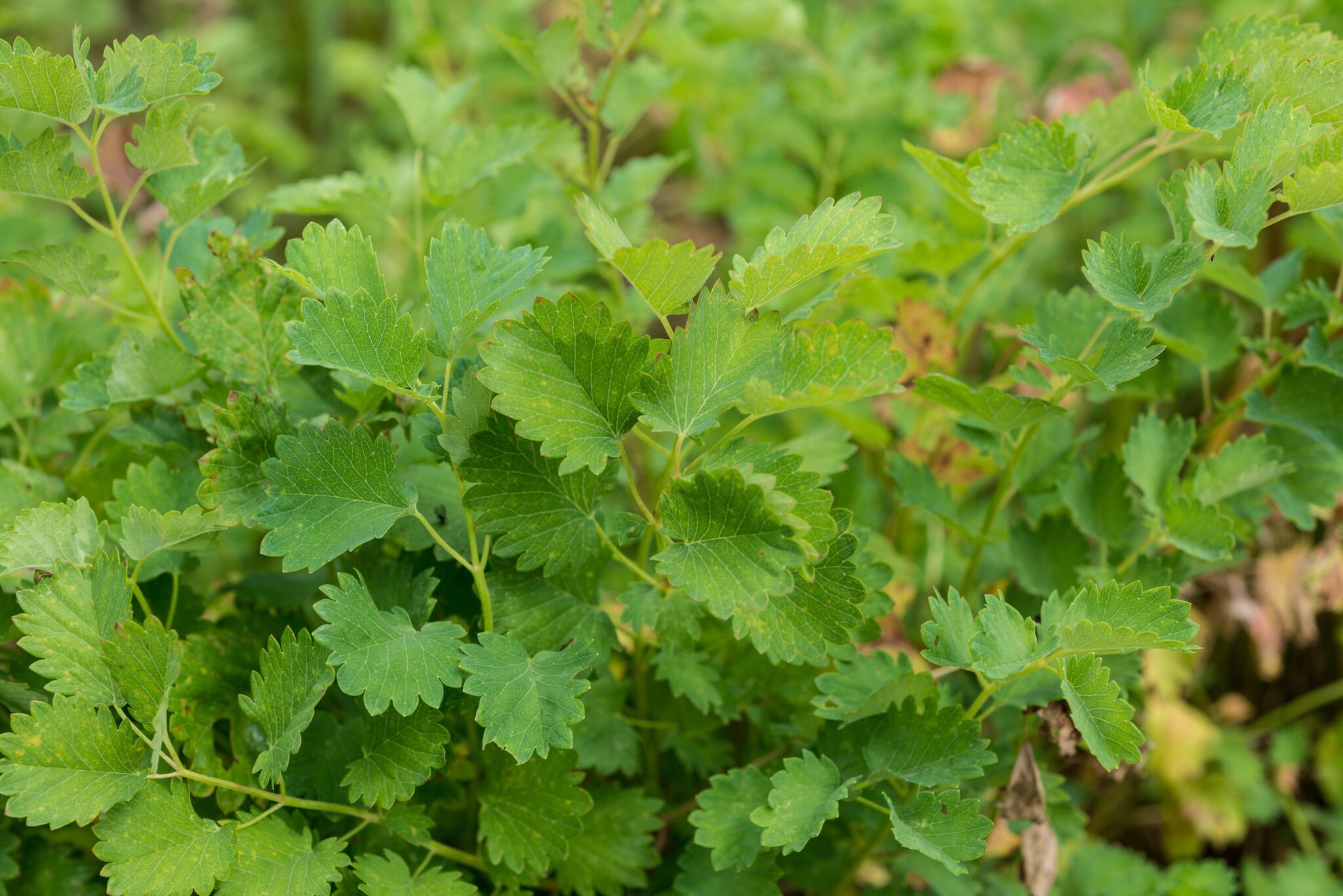 9 health benefits of using salad burnet