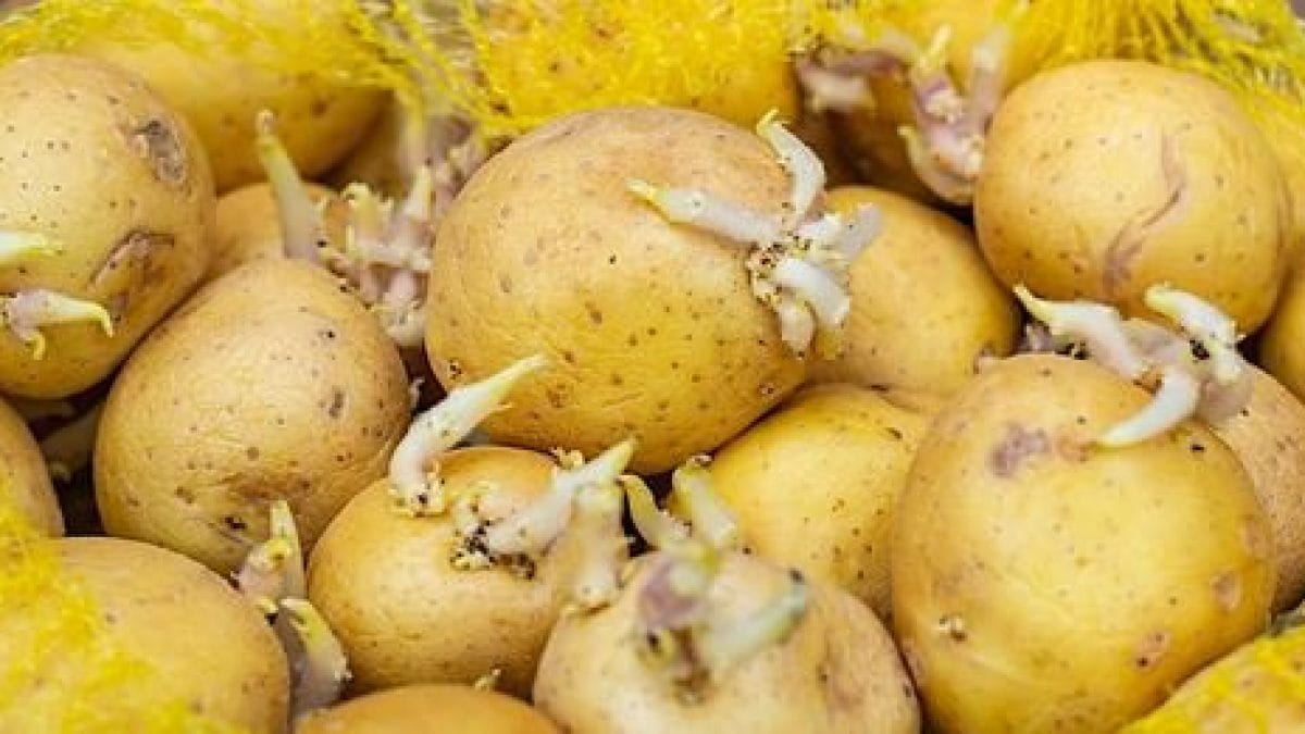 How to best store the potatoes for a long shelf life