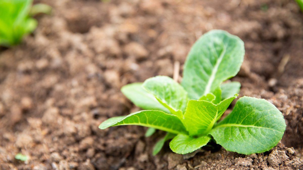 A Step By Step Guide To Regrowing Lettuce In Your Own Home