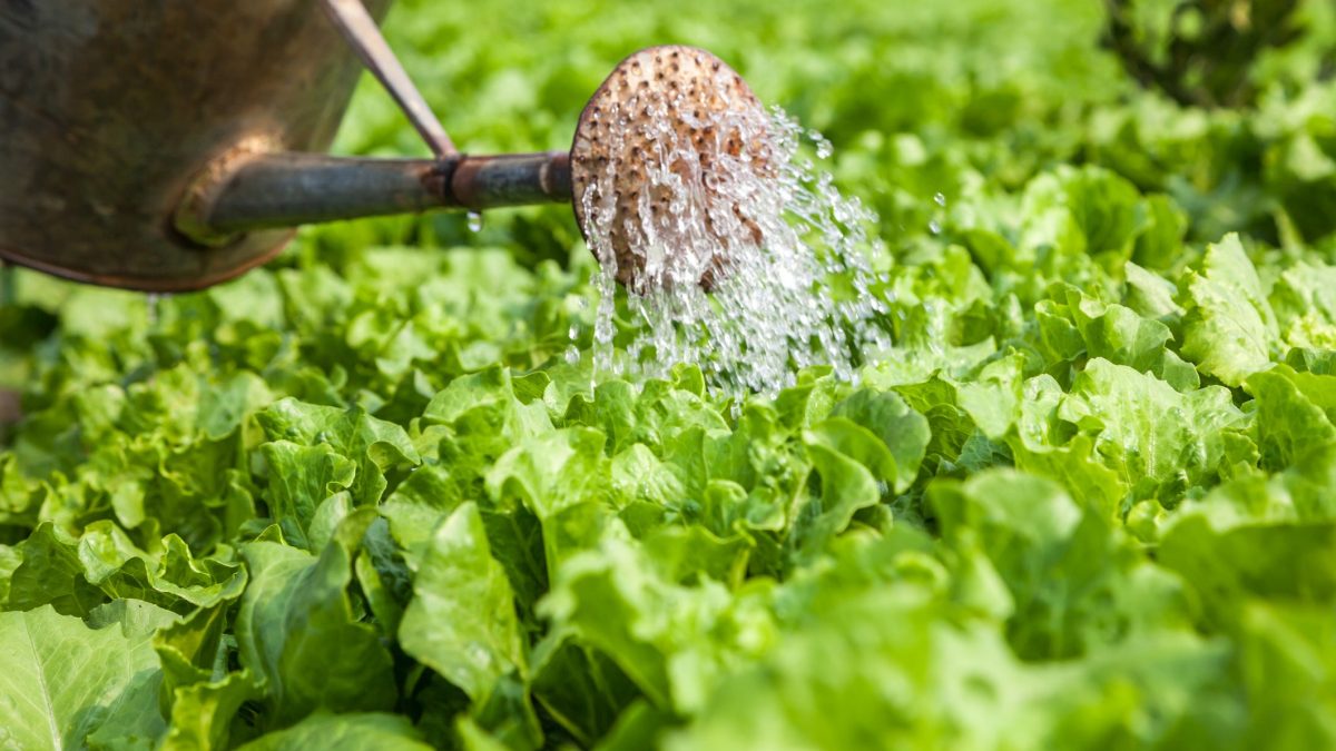 A Step By Step Guide To Regrowing Lettuce In Your Own Home