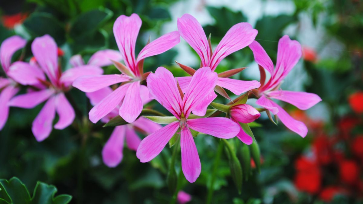 Grow These 10 Plants To Give Your Home A Long-lasting Fragrance