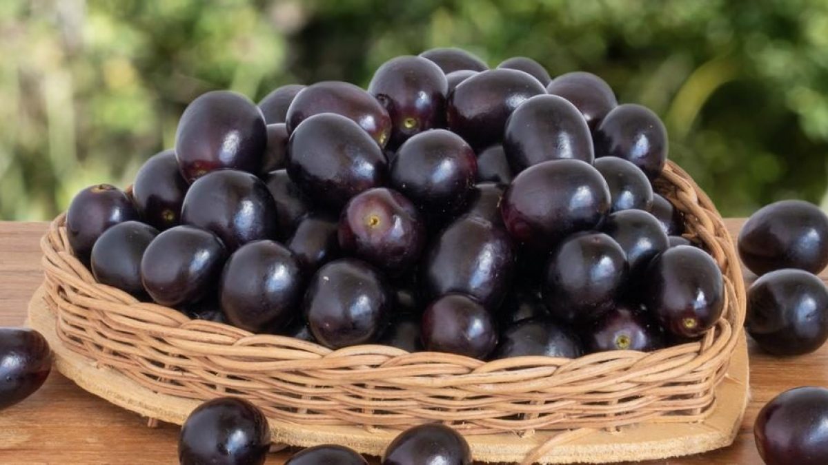 Here Are The Important Things You Need To Know About Acai Berries