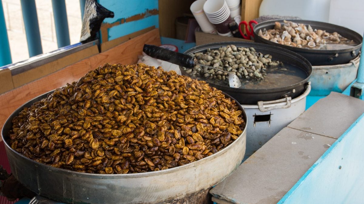 10 Strange Meals From Around The World — You Won't Believe These Are ...