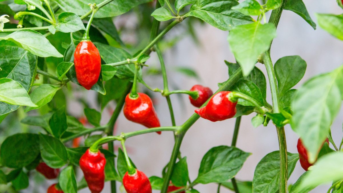 Is Consuming Chilli Pepper Really Good For Human Health