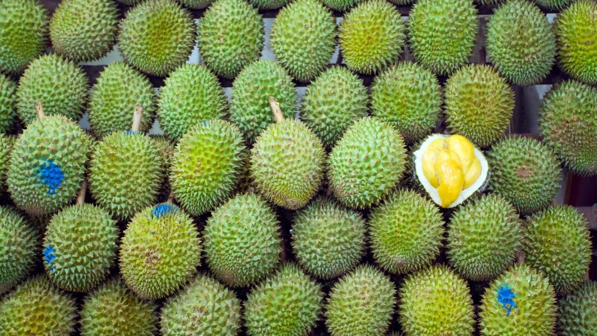 Here's The Scientific Explanation For The Stinky Smell Of Ripe Durian